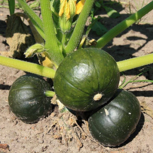 Squash, Zapaillito del Tronco - Yakima Beach
