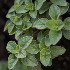 Za'atar Oregano - Yakima Beach