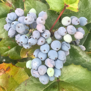 Oregon Grape Syrup - Yakima Beach